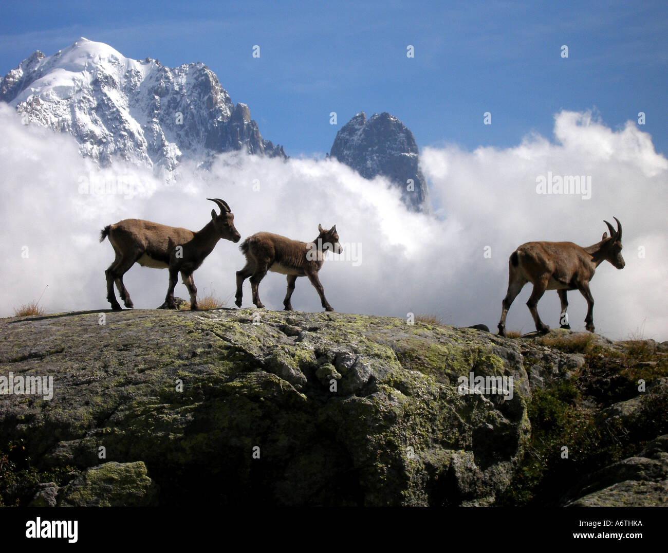 Rock Goats Capra ibex Aiguilles Rouges natural park Massif of Mont ...