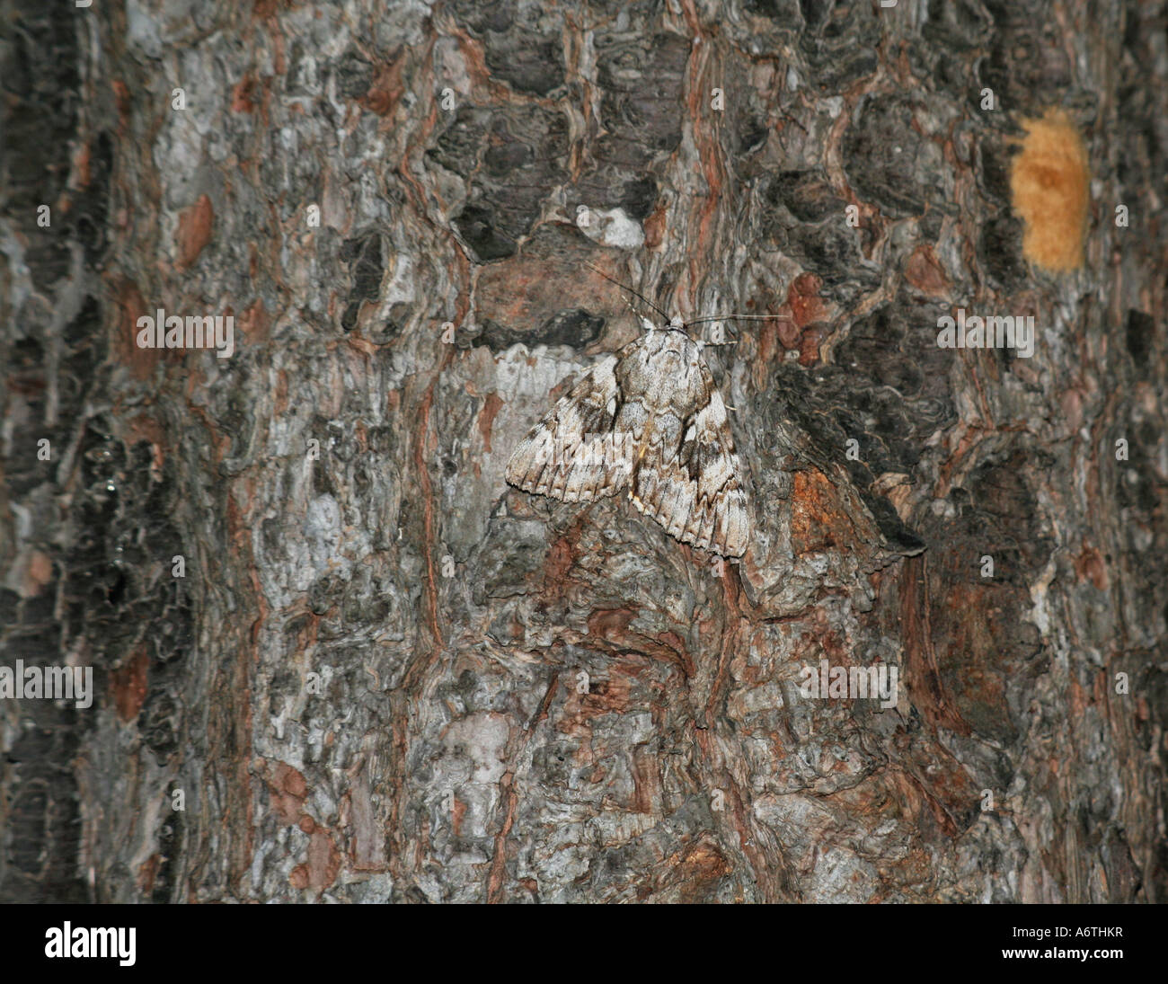 Hidden Moth - Locust Underwing Moth - Euparthenos nubilis Stock Photo ...