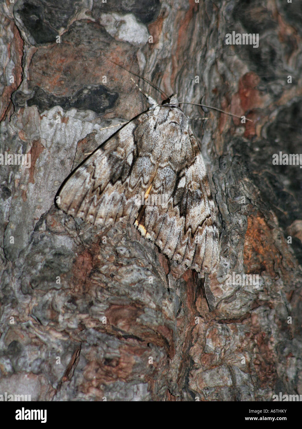 Locust Underwing Moth Up Close - Euparthenos nubilis Stock Photo - Alamy
