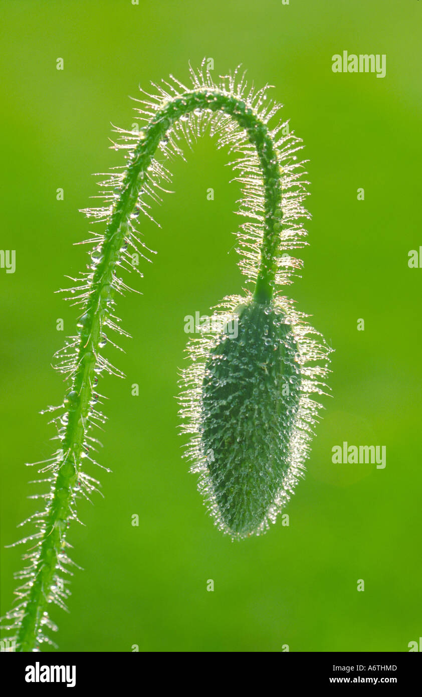 Drooping hair hi-res stock photography and images - Alamy