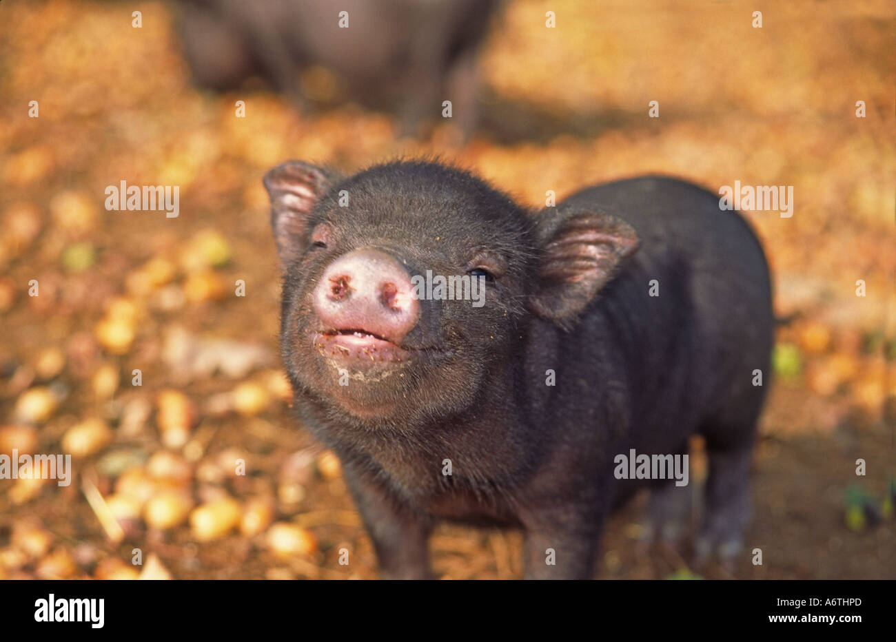 Funny piglet humor humour hi-res stock photography and images - Alamy