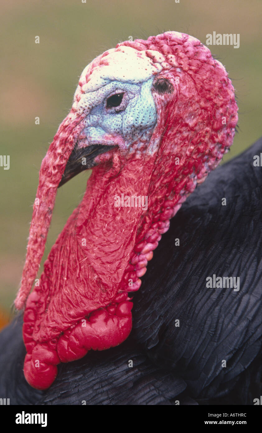 Portrait of Norfolk Black Turkey Stock Photo - Alamy