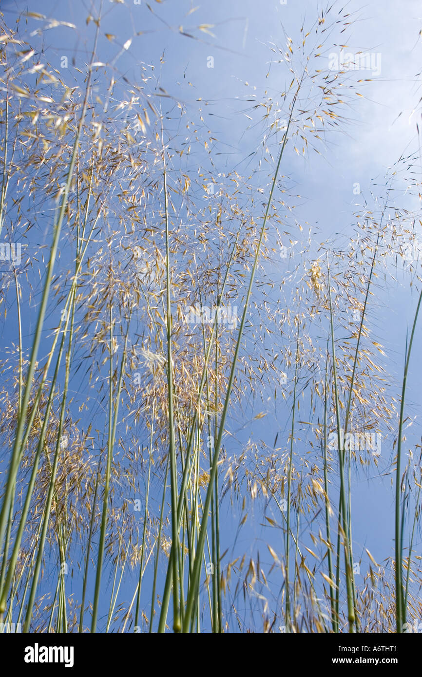 Giant Feather Grass "Stipa gigantea Stock Photo - Alamy
