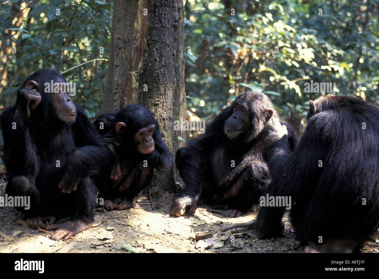 Gombe chimpanzees hi-res stock photography and images - Alamy