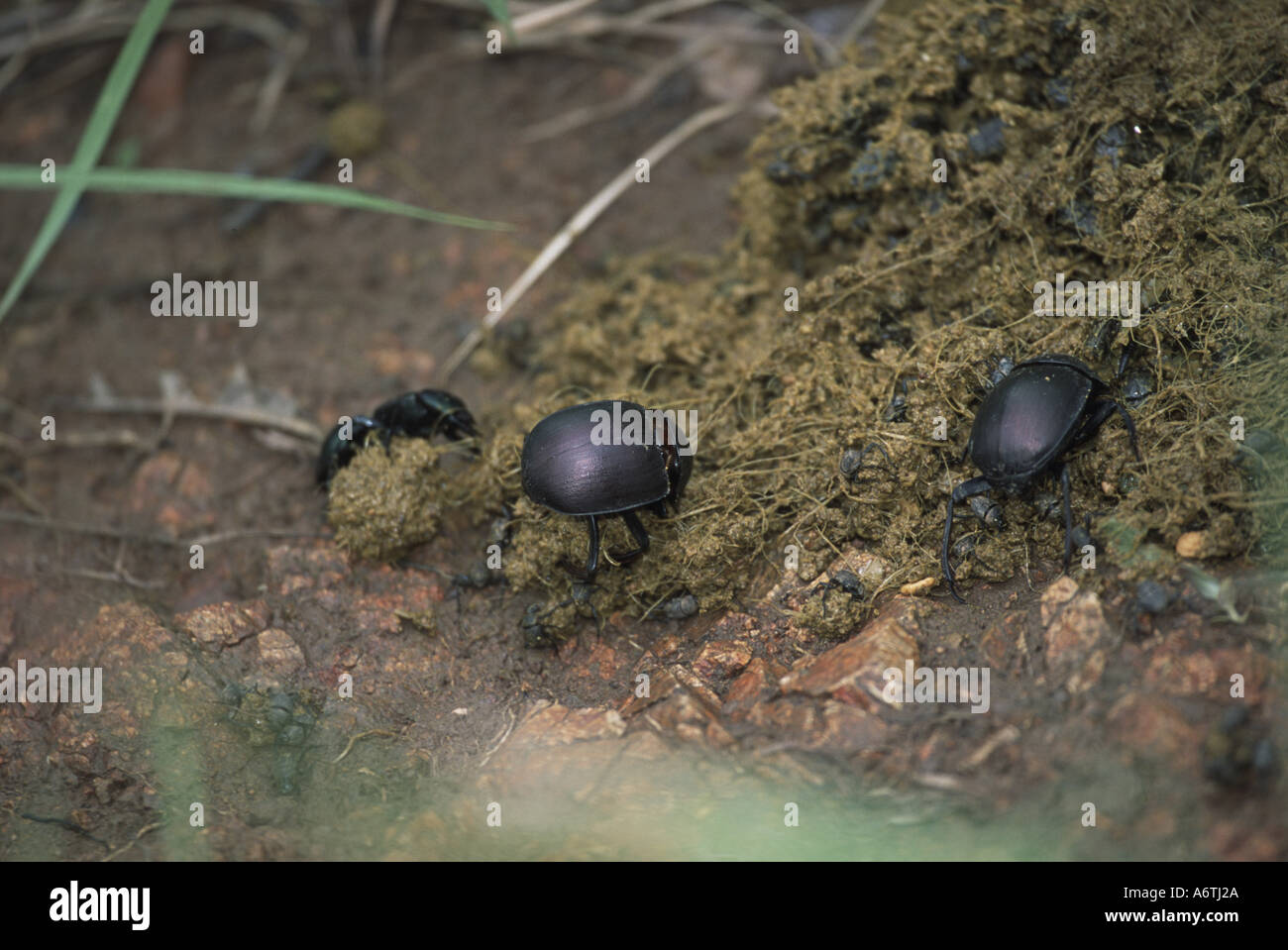 Africa, East Africa, Tanzania, Gombe National Park, Dung beetles ...