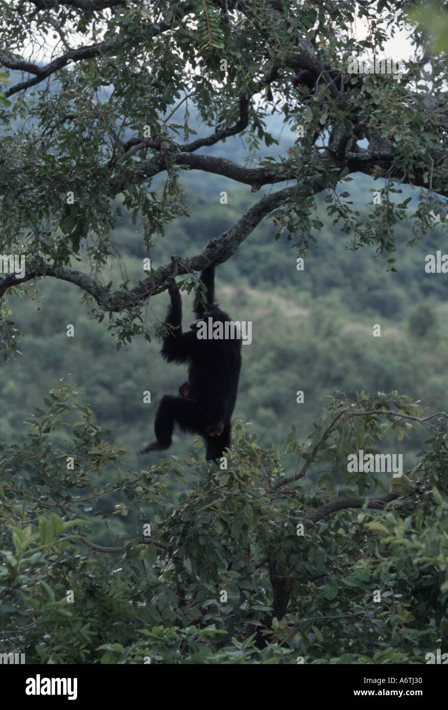 Chimpanzee swing hi-res stock photography and images - Alamy