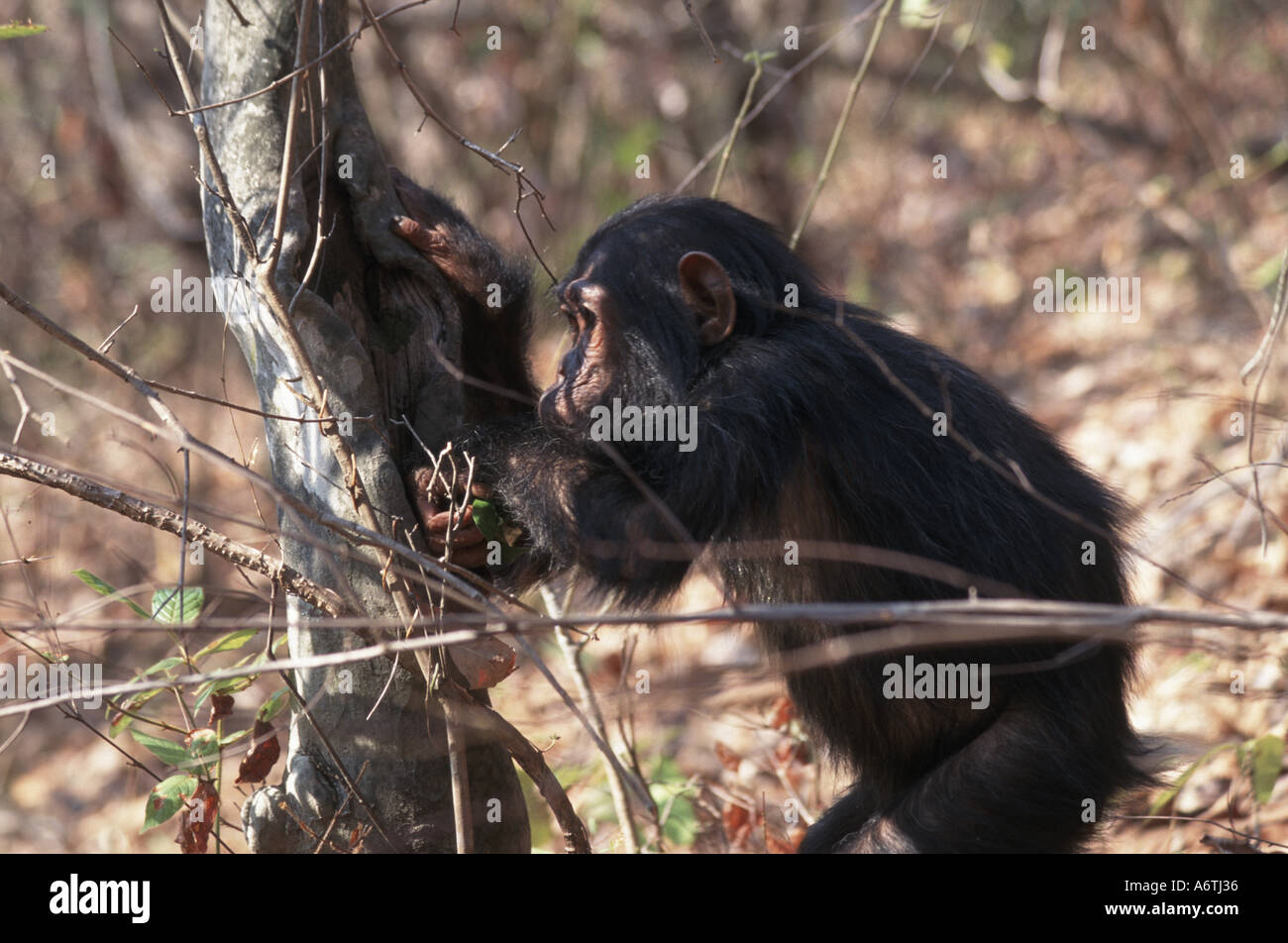 Africa, Tanzania, Gombe National Park, Young female chimpanzee, using ...