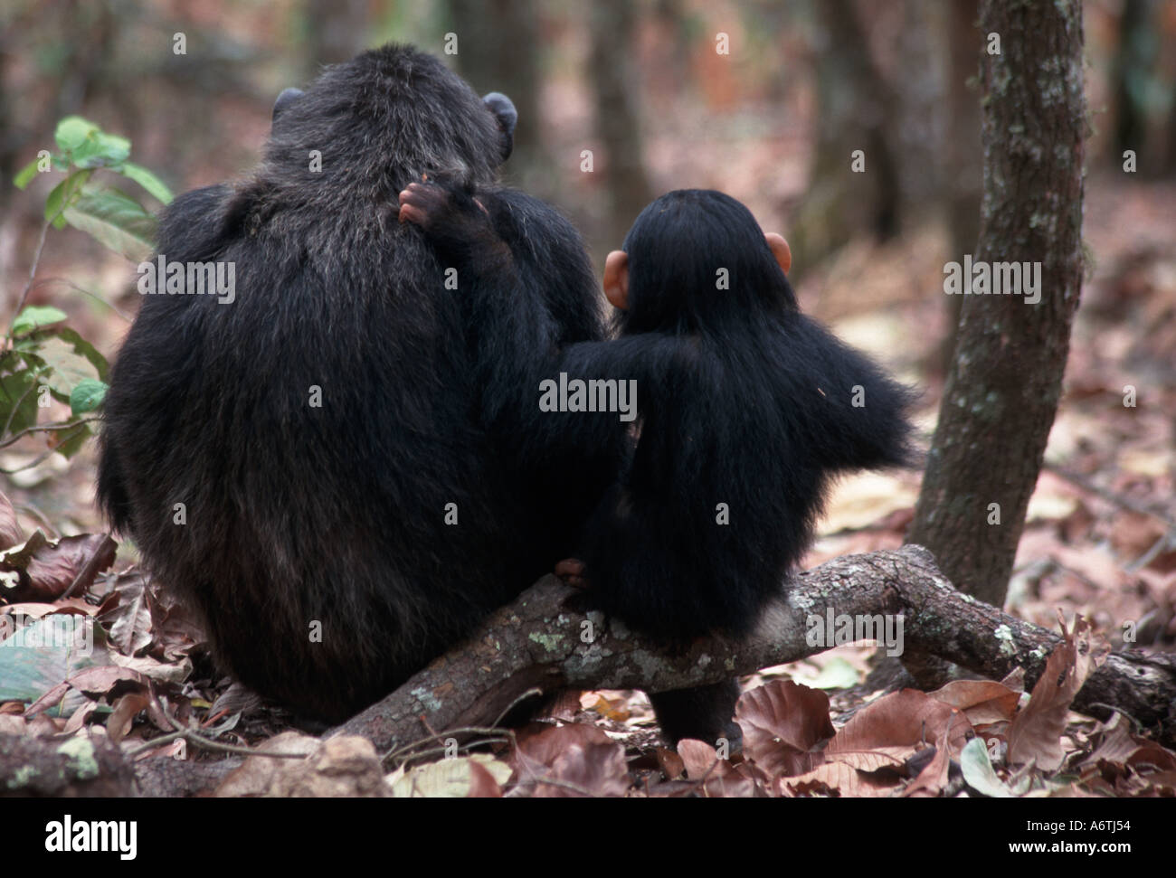 Gombe Chimpanzees High Resolution Stock Photography and Images - Alamy