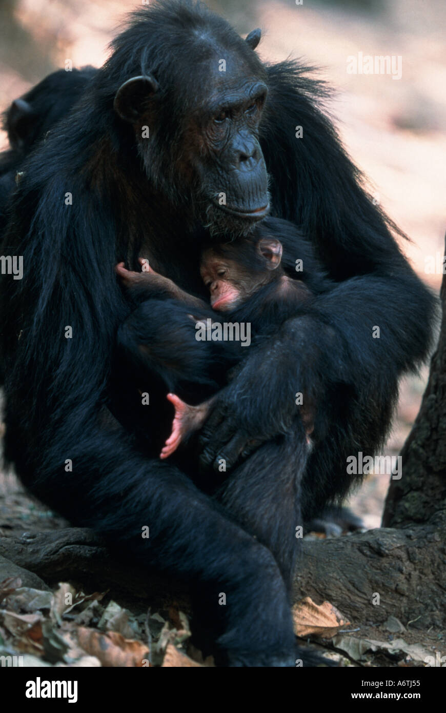 Male chimp family hi-res stock photography and images - Alamy