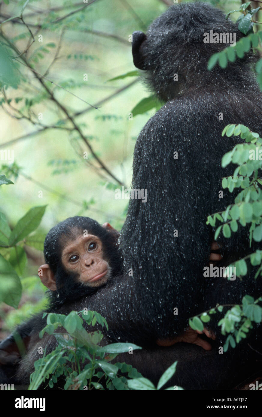 Gombe national park in tanzania hi-res stock photography and images - Alamy