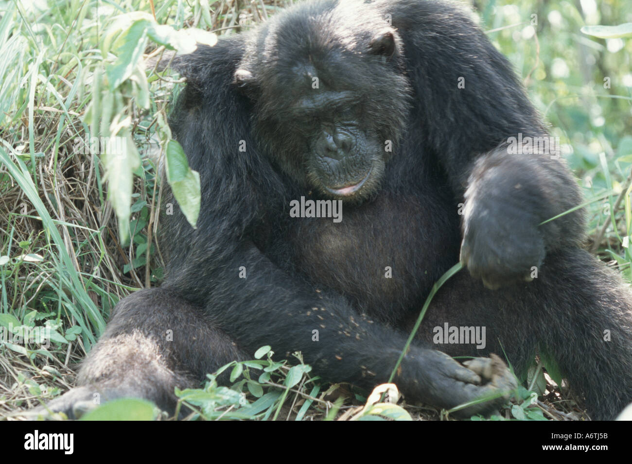 Chimpanzee male fishing for termites hi-res stock photography and ...