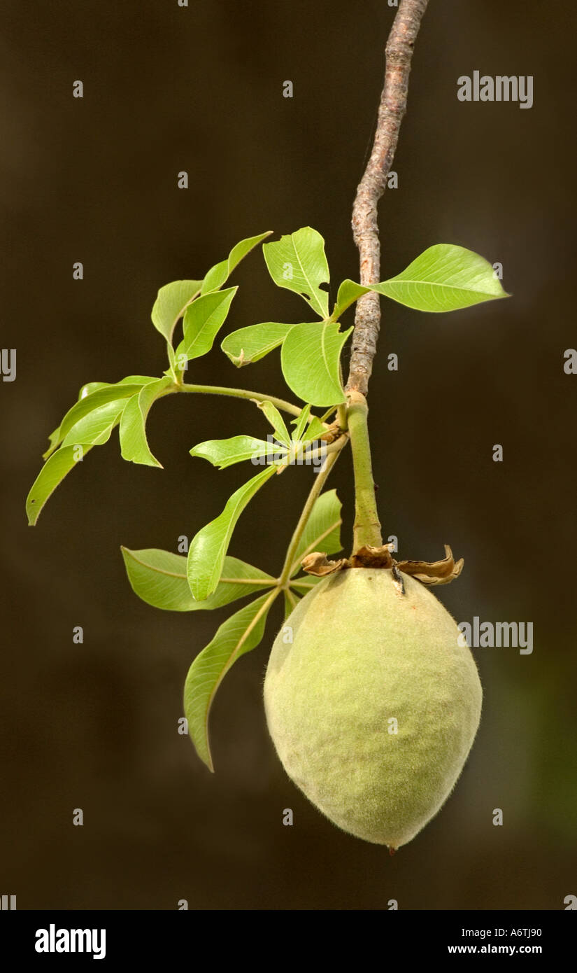 Baobab seed hi-res stock photography and images - Alamy