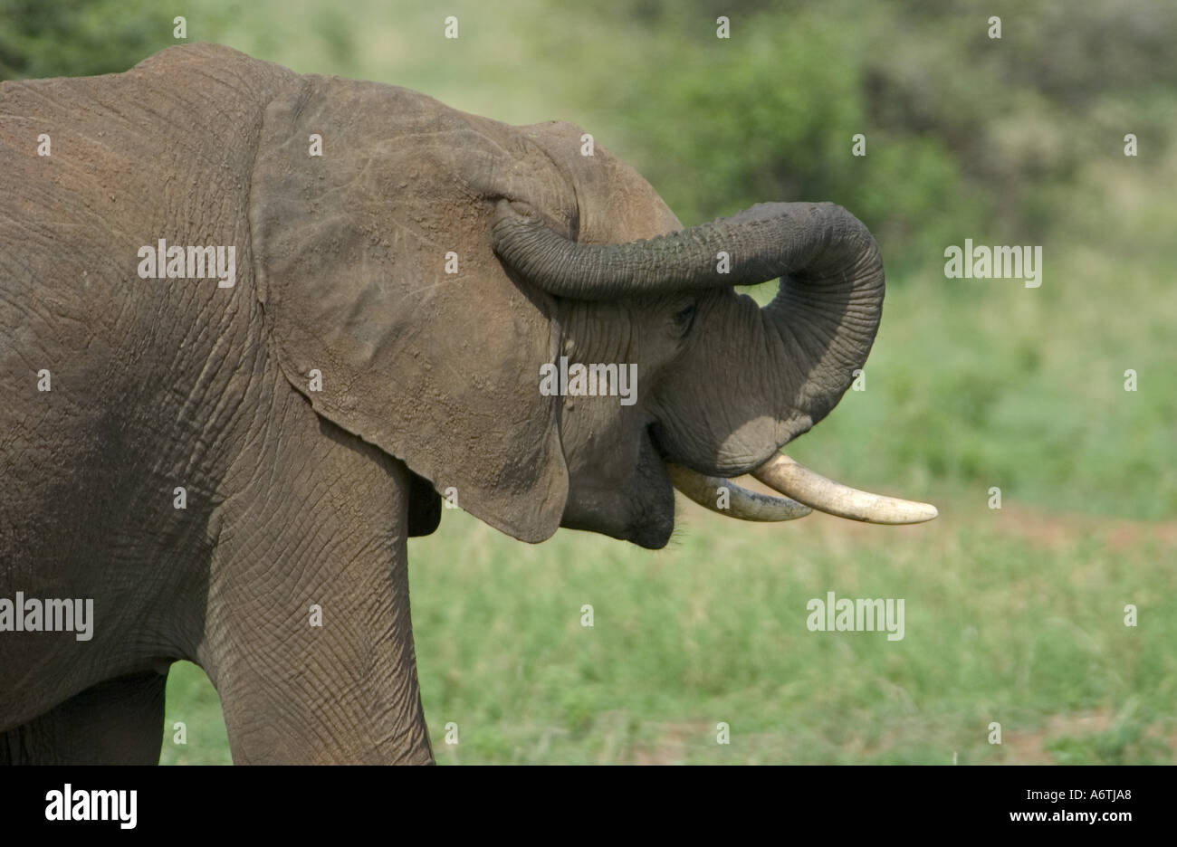 Think elephant hi-res stock photography and images - Alamy