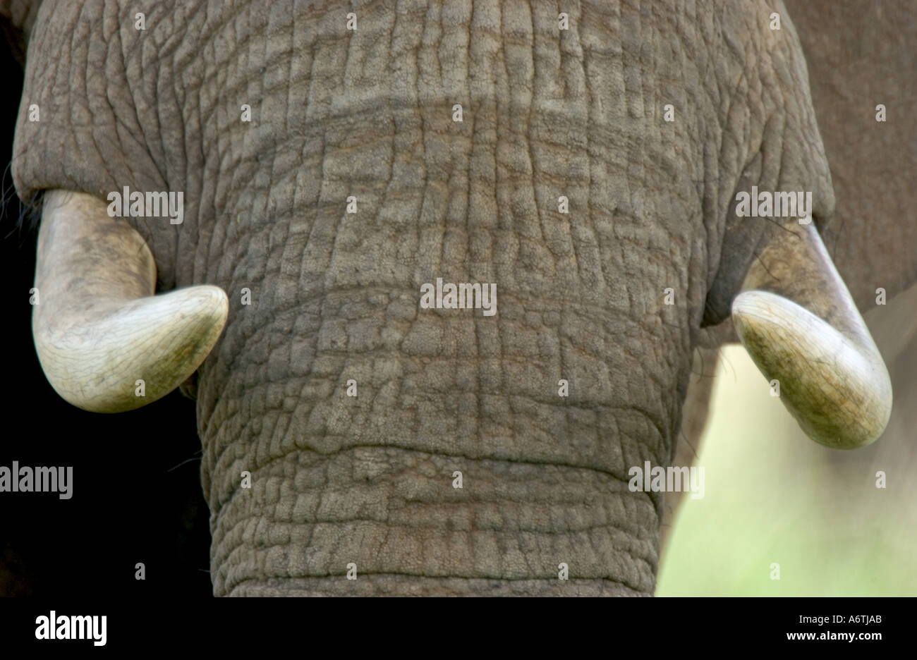East africa tusks hi-res stock photography and images - Alamy