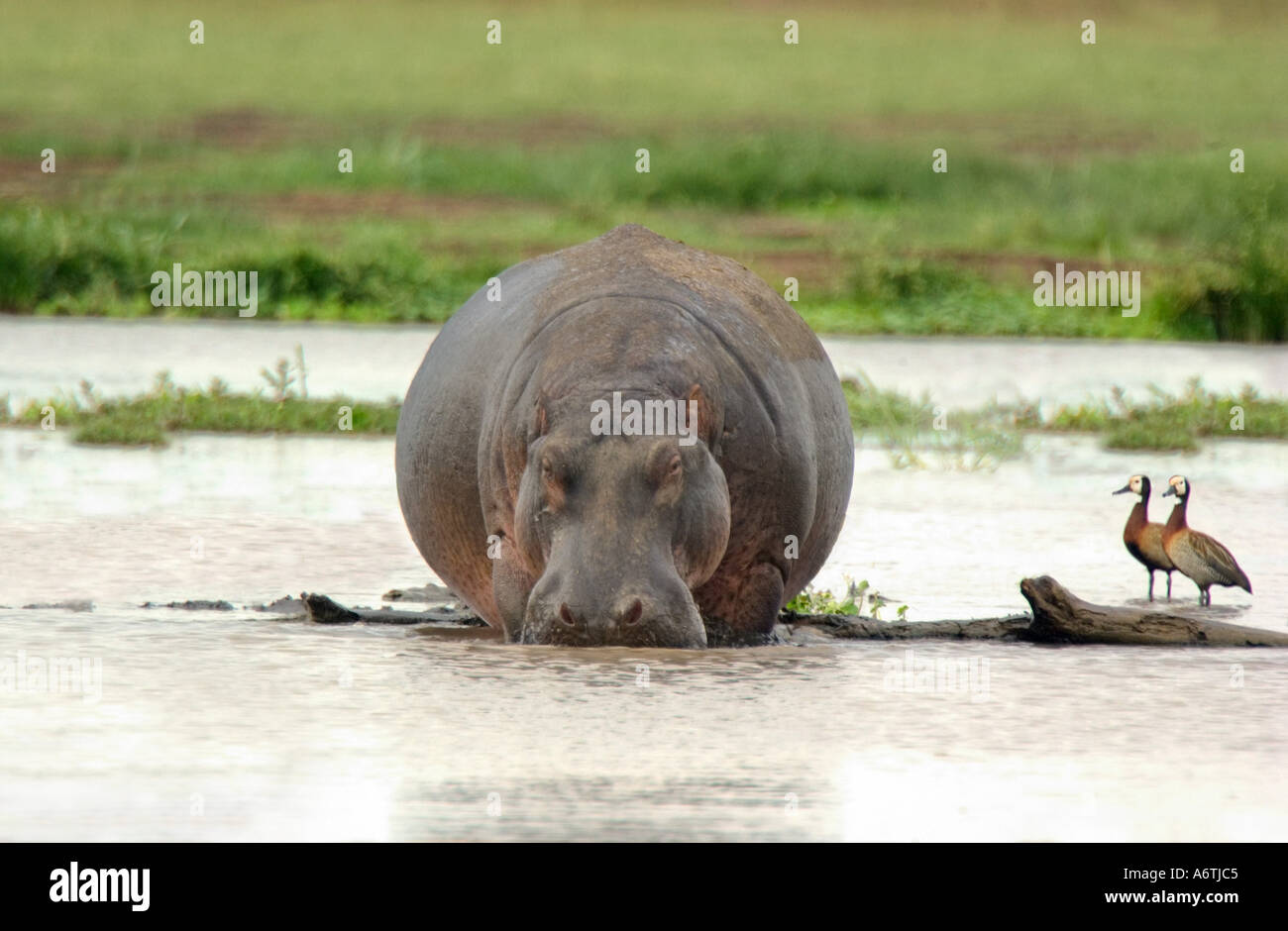 Fat ducks hi-res stock photography and images - Alamy