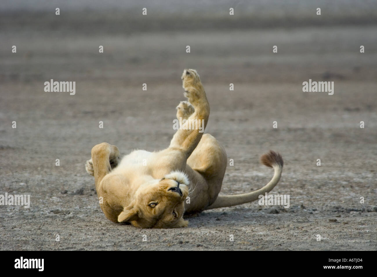 Lion Roll A, East Africa, Tanzania, Ngorongoro Crater Stock Photo - Alamy