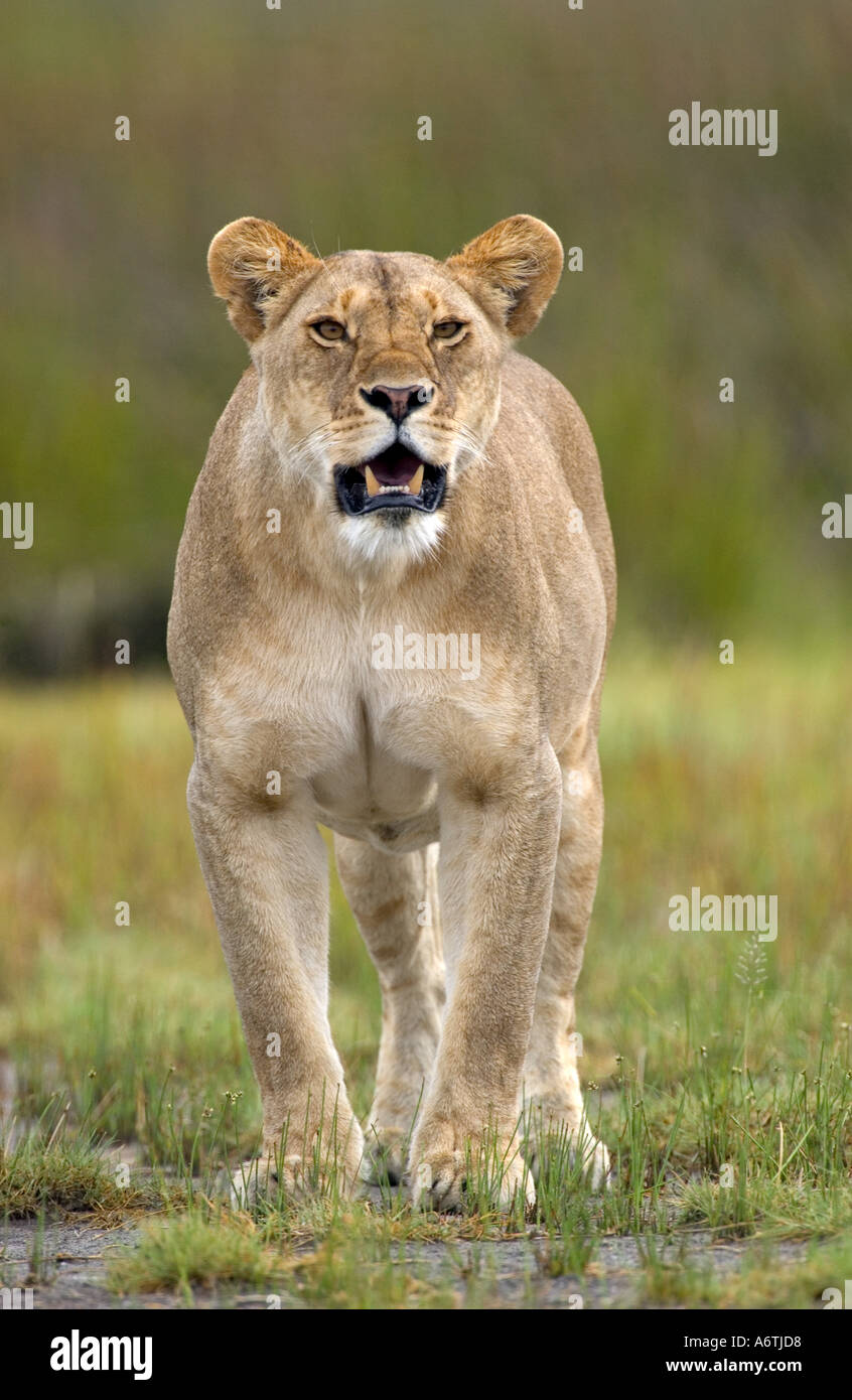 Lioness Front View, East Africa, Tanzania, Serengeti Stock Photo - Alamy