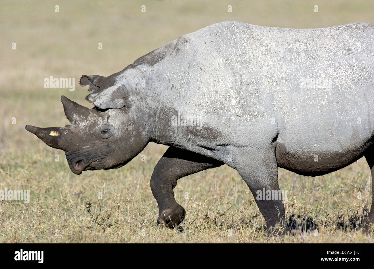 Rhino Walk, East Africa, Tanzania, Ngorongoro Crater Stock Photo - Alamy