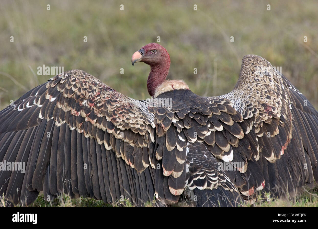 Rupells griffon hi-res stock photography and images - Alamy