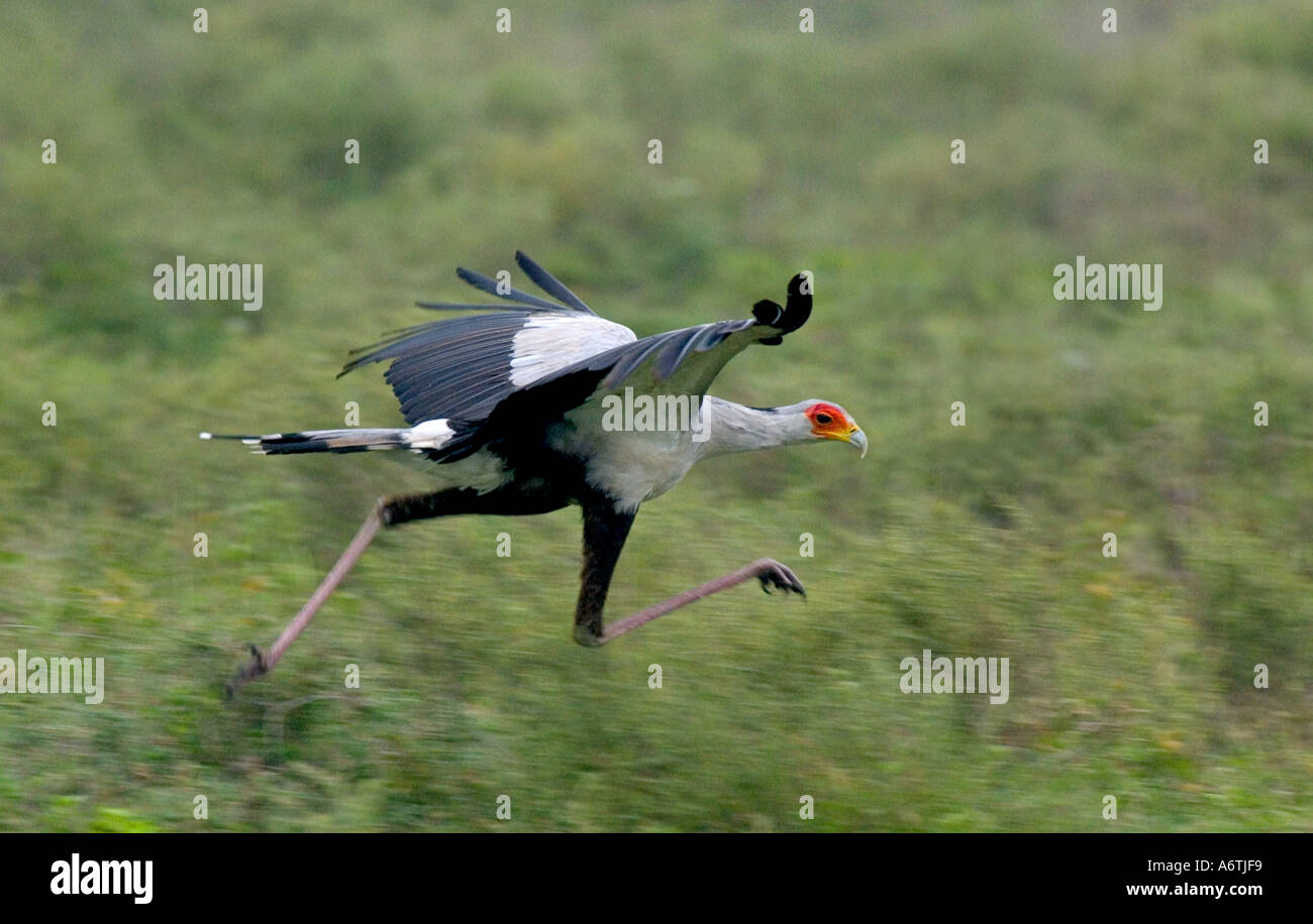 Secretary Bird Run, East Africa, Tanzania, Serengeti Stock Photo - Alamy