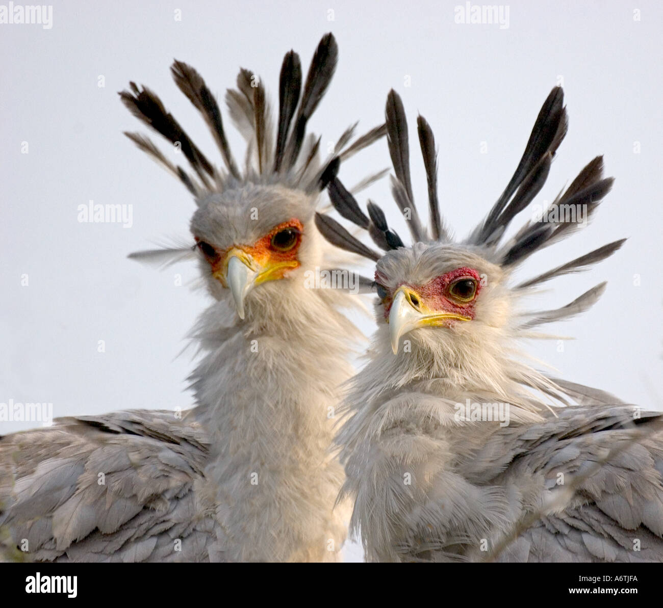 Secretary Birds, East Africa, Tanzania, Serengeti Stock Photo - Alamy