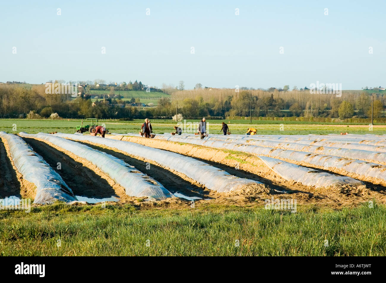 Asparagus pickers hi-res stock photography and images - Alamy