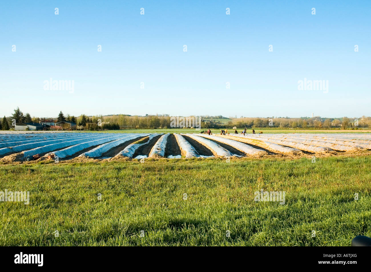 Asparagus pickers hi-res stock photography and images - Alamy