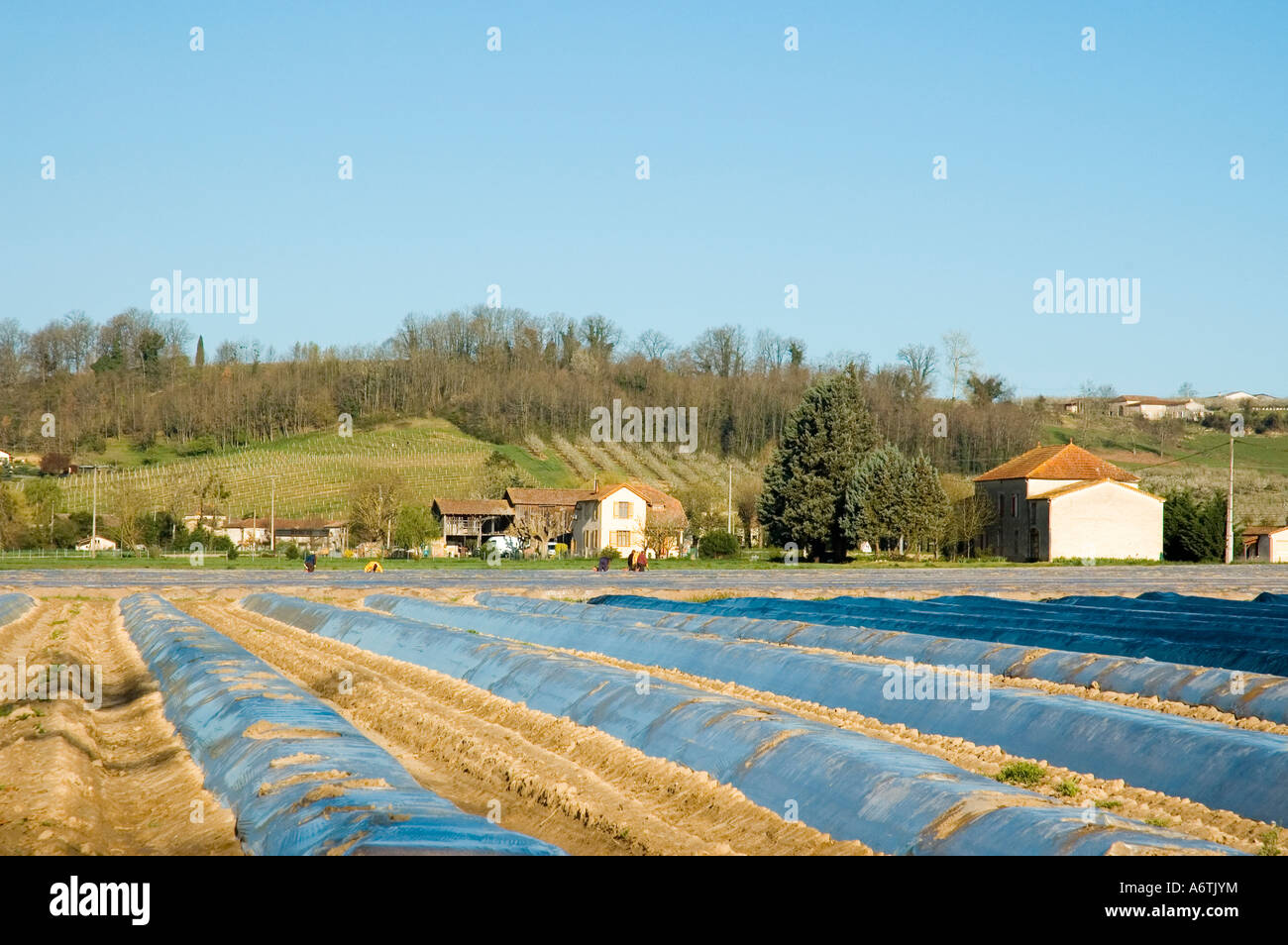Asparagus pickers hi-res stock photography and images - Alamy