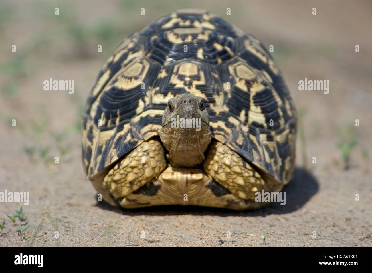 Tortois Look, East Africa, Tanzania, Serengeti Stock Photo - Alamy