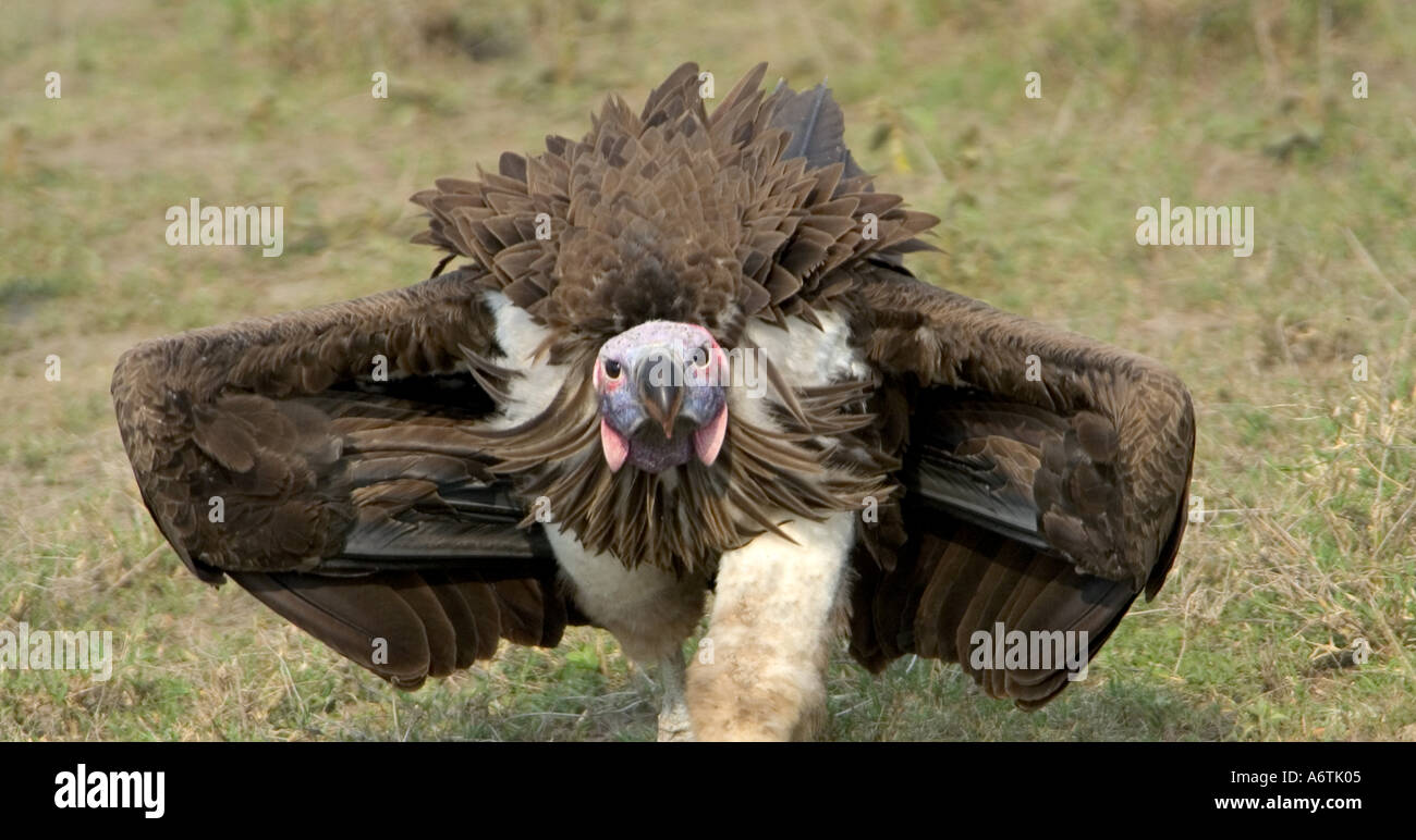 Vulture Look, East Africa, Tanzania, Serengeti Stock Photo - Alamy