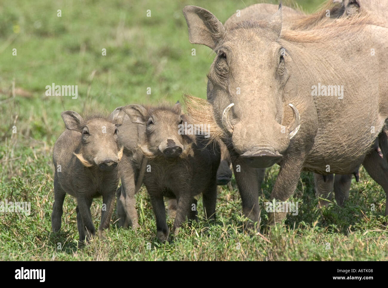 Warthog and Babies, East Africa, Tanzania, Serengeti Stock Photo - Alamy