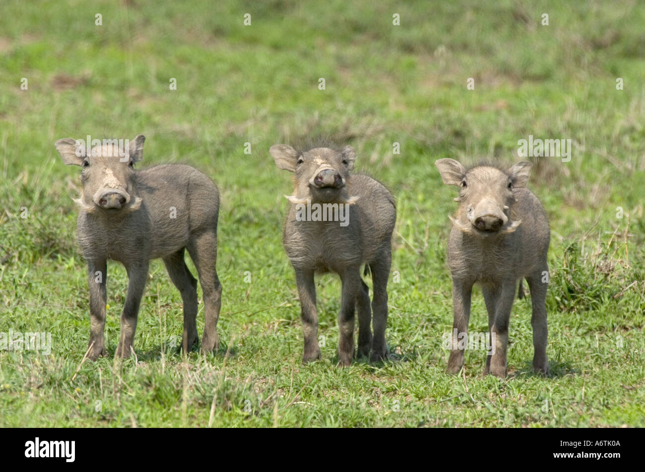 Warthog Babies, East Africa, Tanzania, Serengeti Stock Photo - Alamy