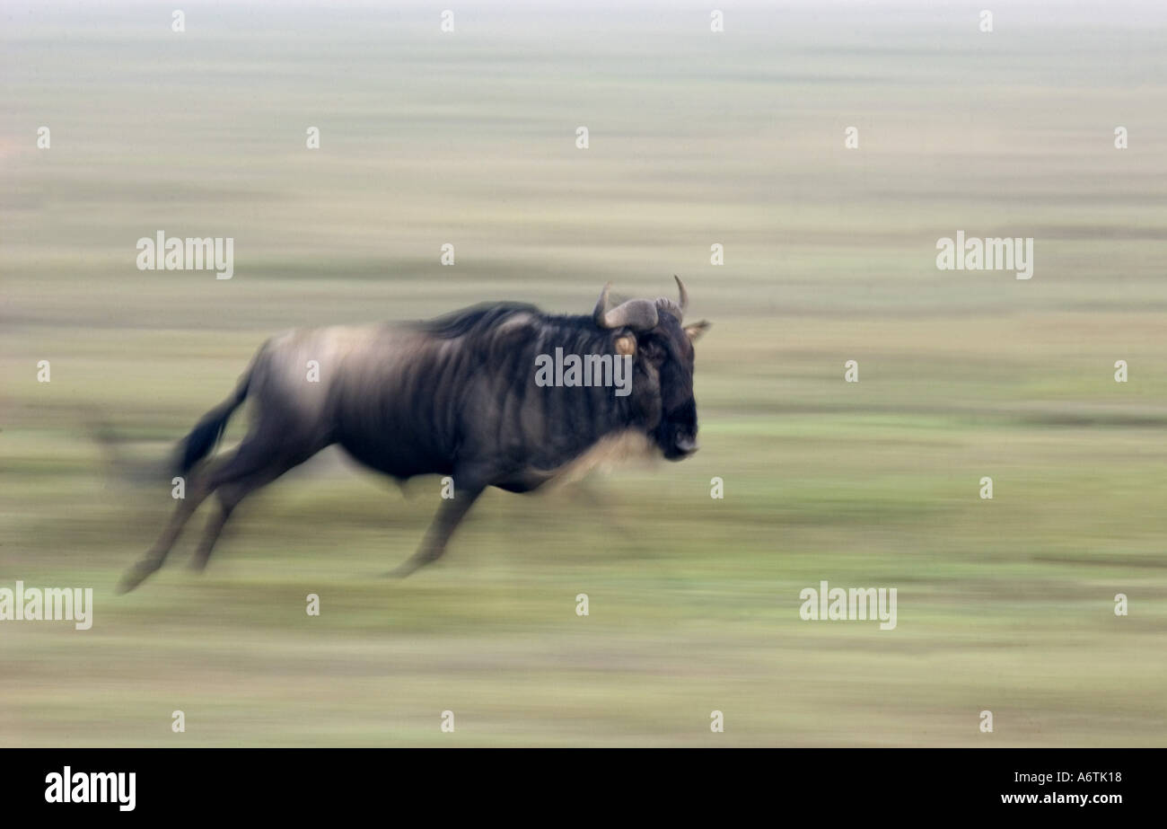 Wildebeest Run Blur, East Africa, Tanzania, Serengeti Stock Photo - Alamy