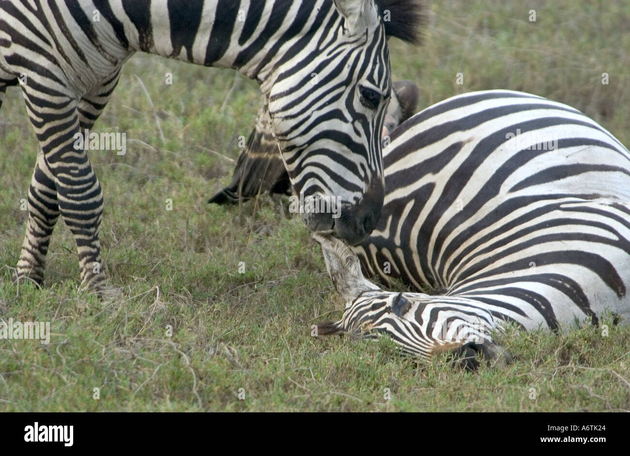 Zebra Death, East Africa, Tanzania, Ngorongoro Crater Stock Photo - Alamy