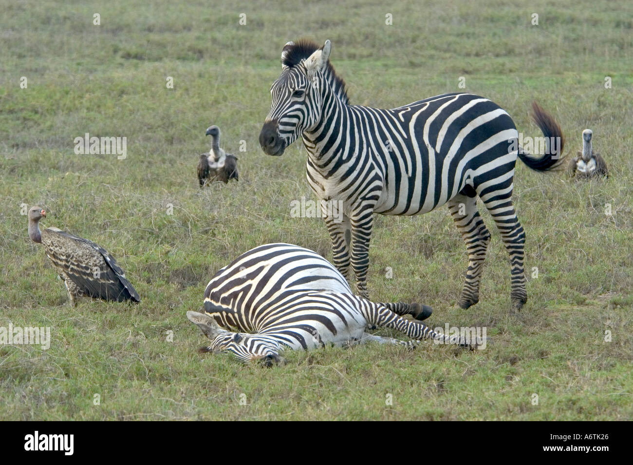 Zebra Death , East Africa, Tanzania, Ngorongoro Crater Stock Photo - Alamy
