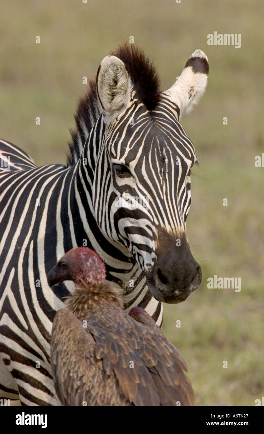 Zebra Death , East Africa, Tanzania, Ngorongoro Crater Stock Photo - Alamy