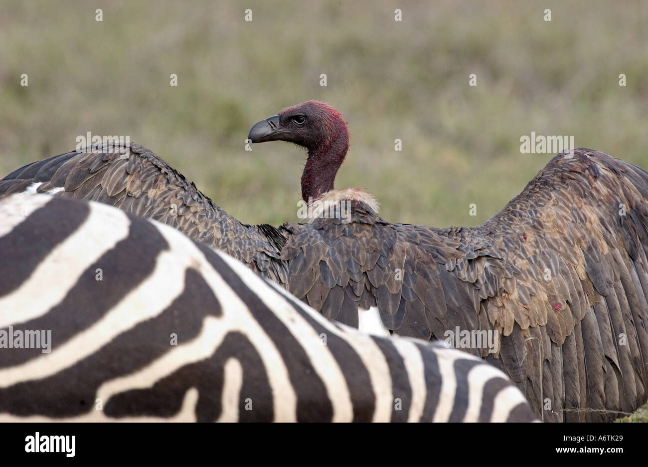 Zebra Death , East Africa, Tanzania, Ngorongoro Crater Stock Photo - Alamy