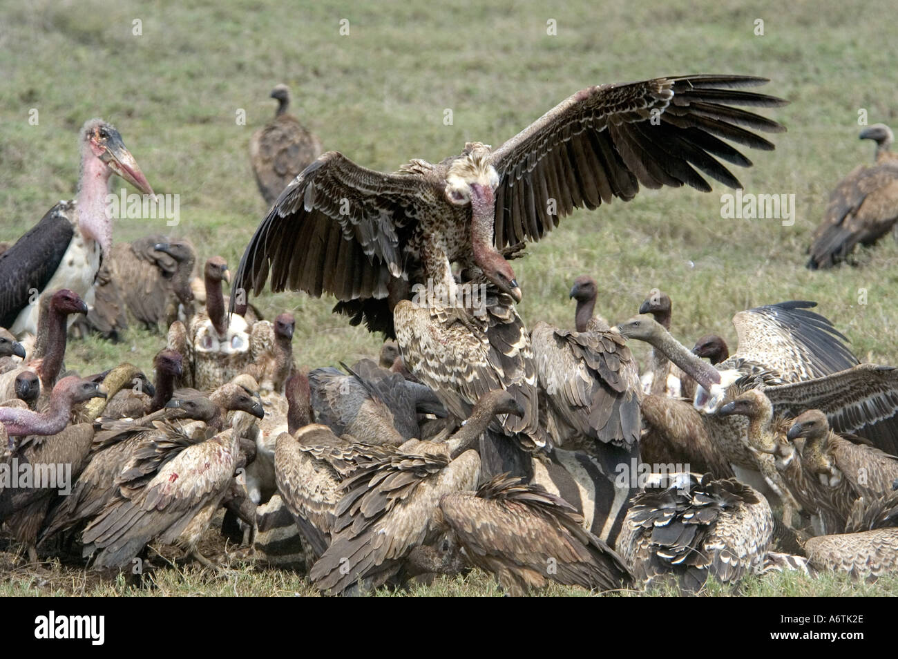 Zebra Death , East Africa, Tanzania, Ngorongoro Crater Stock Photo - Alamy