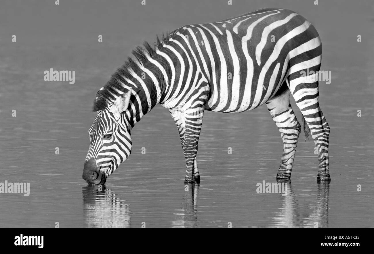 Zebra BW, East Africa, Tanzania, Ngorongoro Crater Stock Photo - Alamy