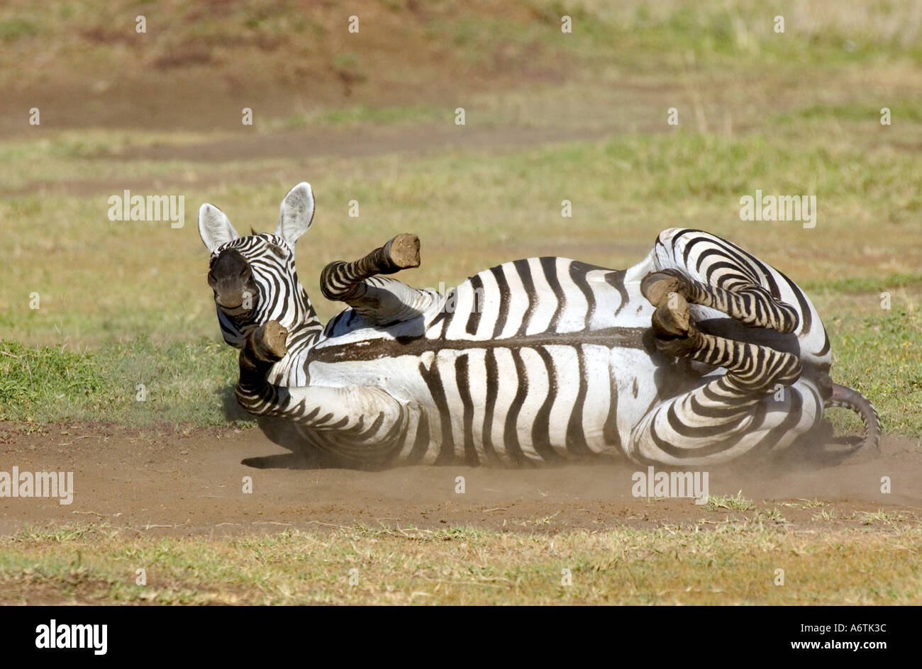 Zebra Roll B, East Africa, Tanzania, Ngorongoro Crater Stock Photo - Alamy