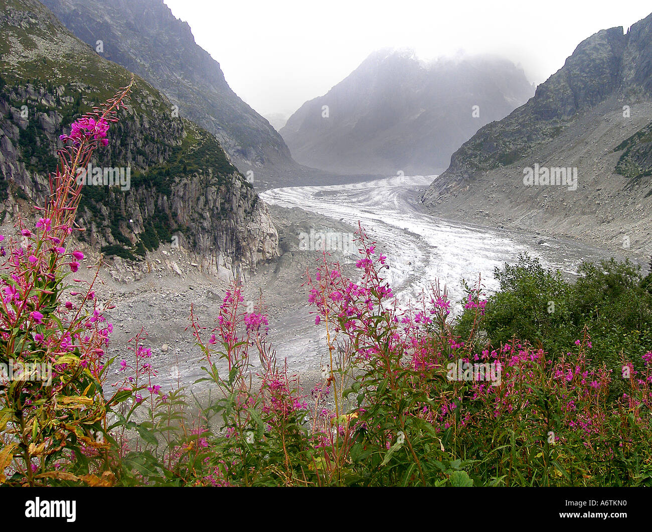 Plant de glace hi-res stock photography and images - Alamy