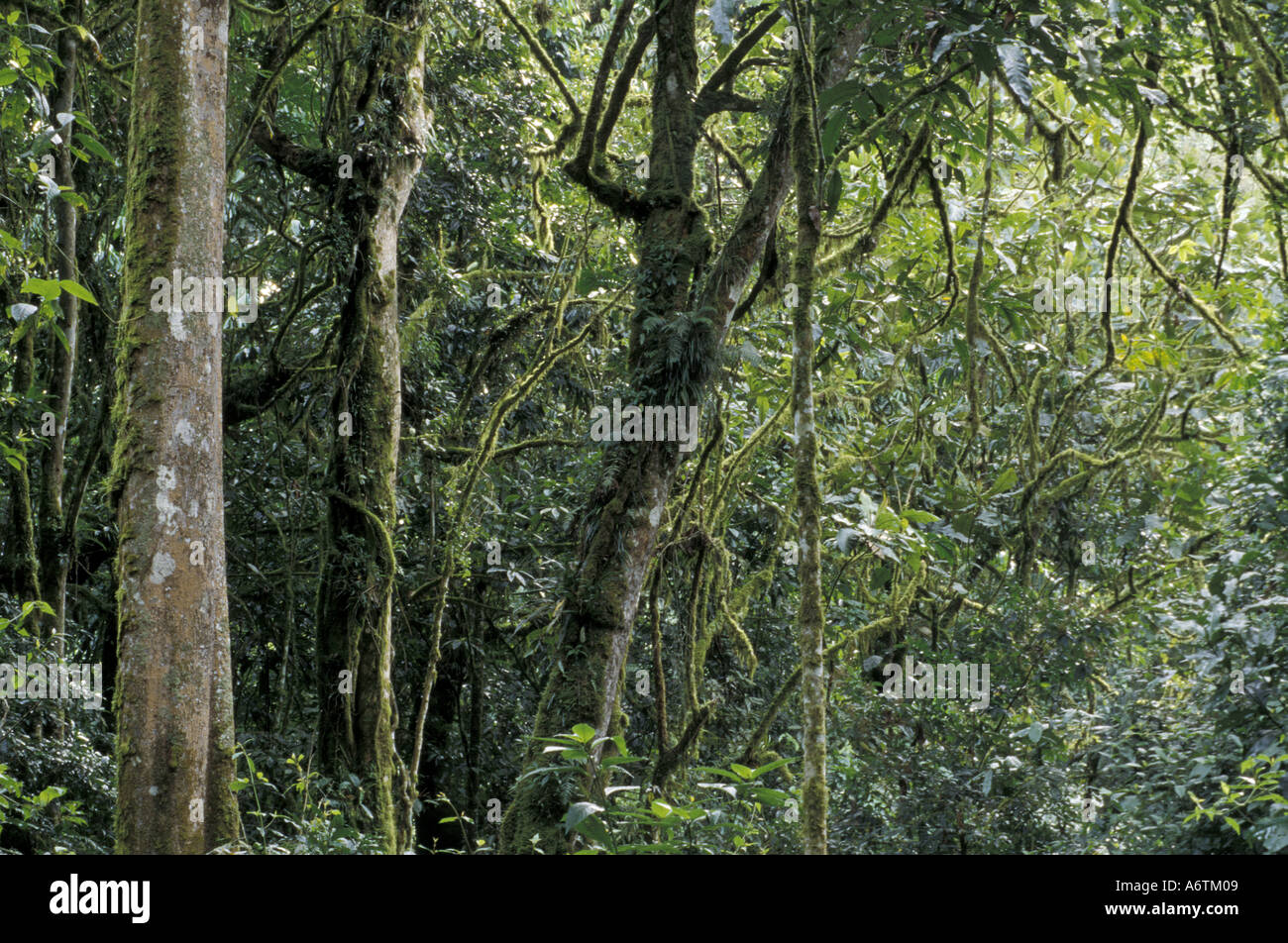 Africa, Uganda, Bwindi Impenetrable National Park. Lush rainforest ...