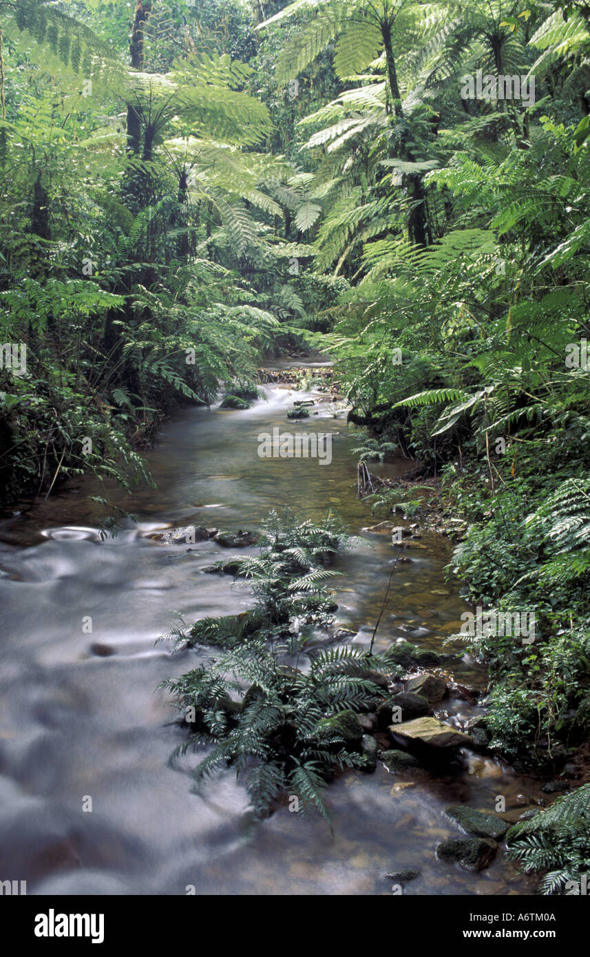 Africa, Uganda, Bwindi Impenetrable National Park. Rainforest tree fern ...