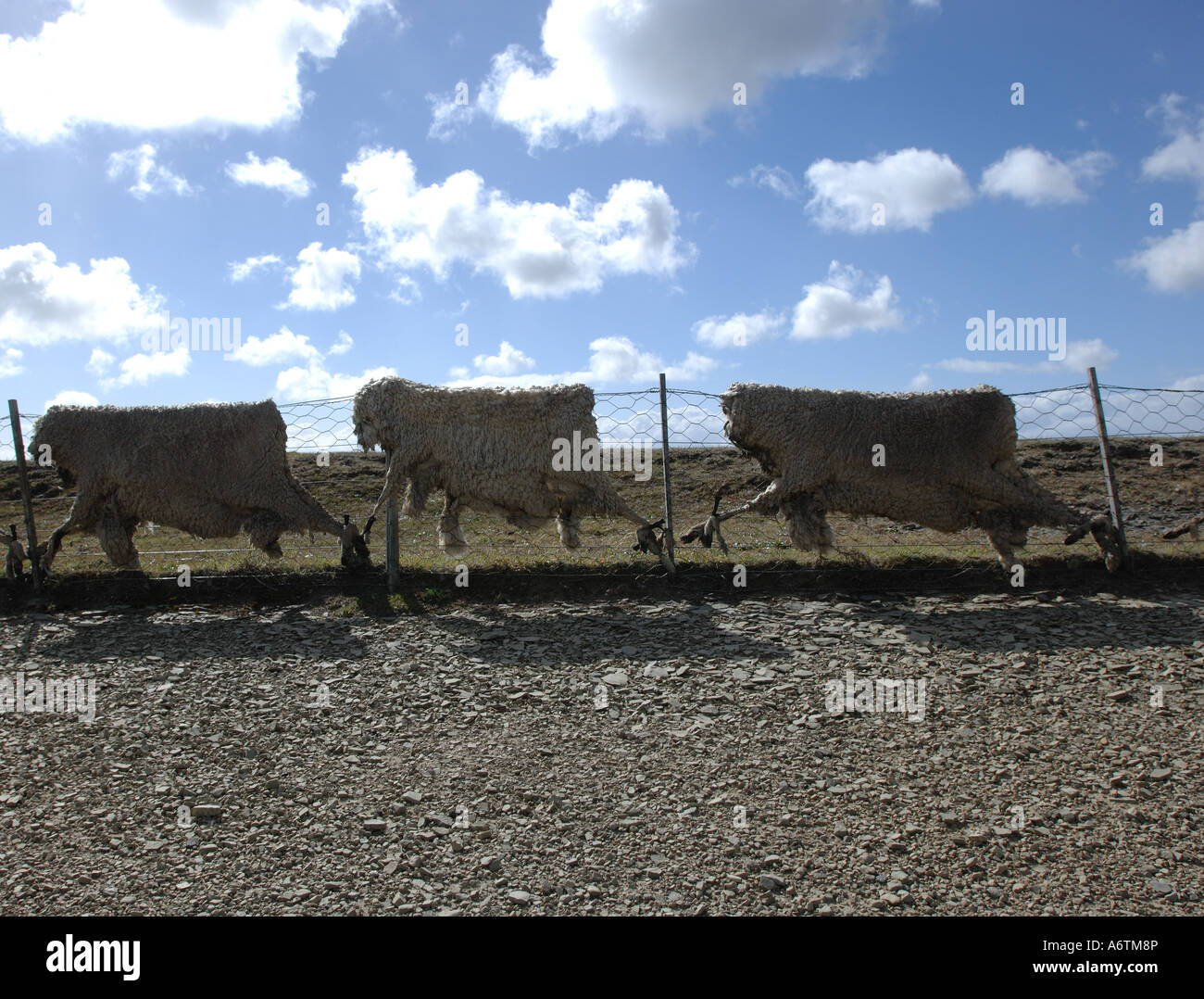 Sheep skins drying in the wind in North Arm, Falkland ISlands Stock ...
