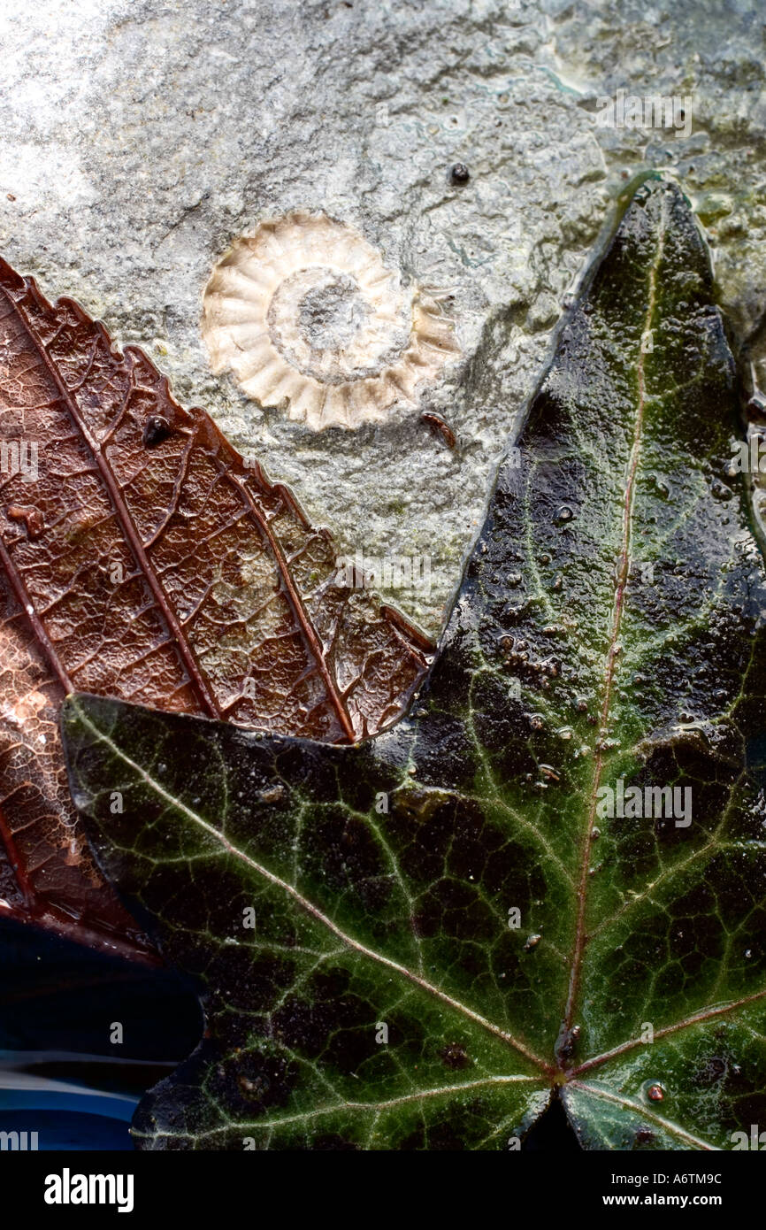 Green ammonite hi-res stock photography and images - Alamy