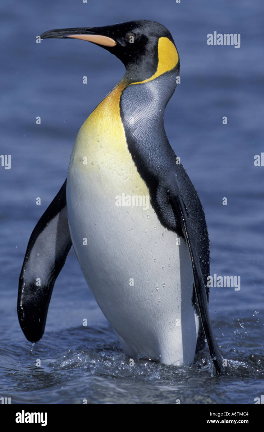 Antarctic, South Georgia Island King penguin (Aptenodytes patagonica ...
