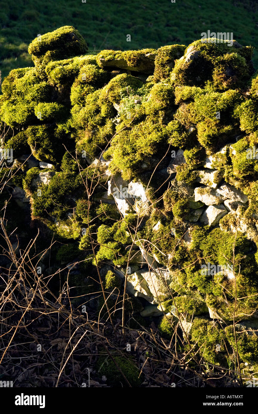 Sunlit moss covering a dry limestone wall in the White Peak district of ...