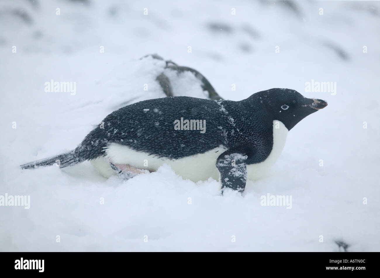 Penguin sledding hi-res stock photography and images - Alamy