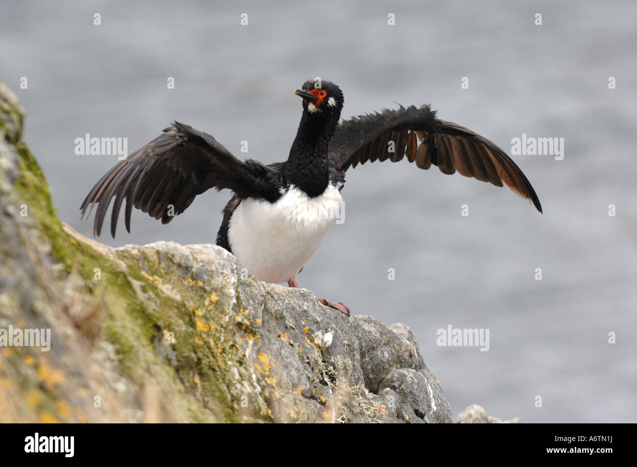 Rock Cormorant (Phalacrocorax magellanicus Stock Photo - Alamy