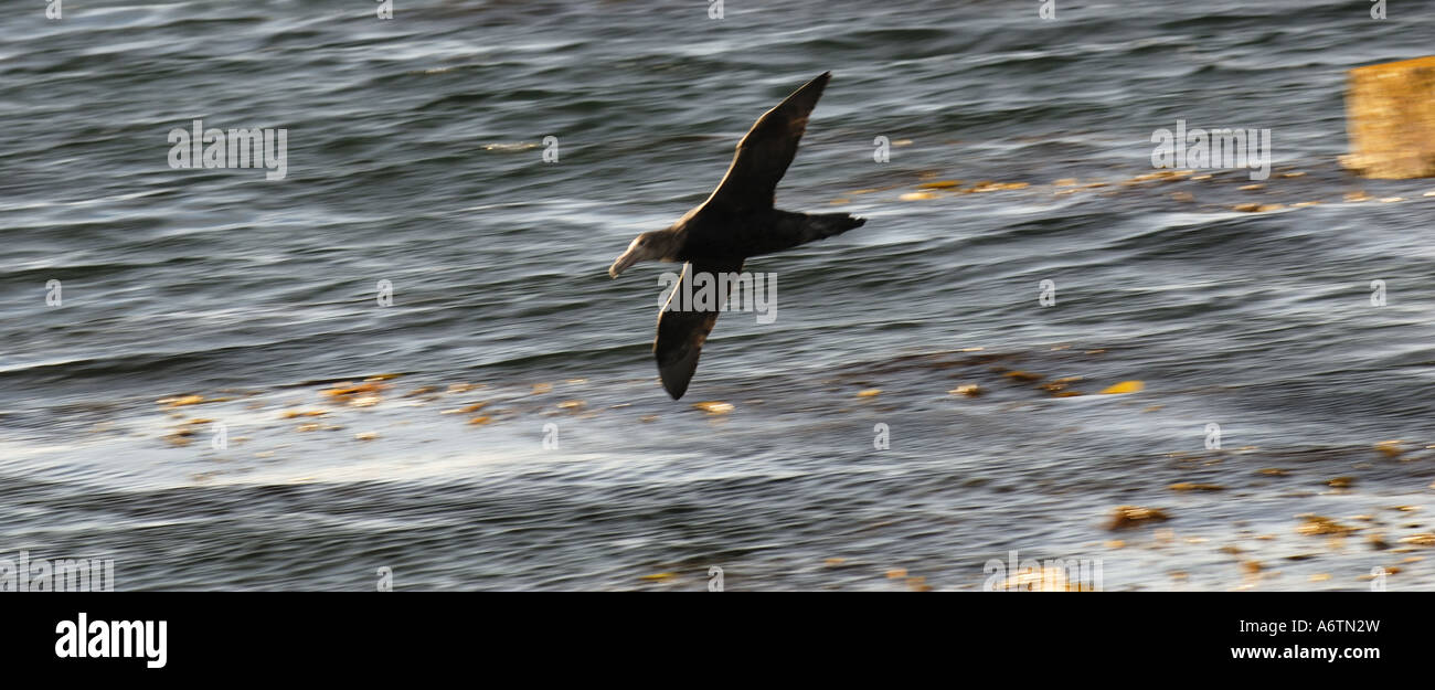 Southern Giant Petrel (Macronectes giganteus Stock Photo - Alamy